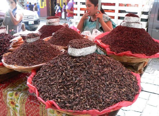 CHAPULINES — Las Ficheras