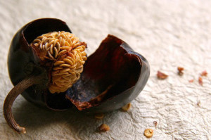 CHILE CASCABE — Las Ficheras