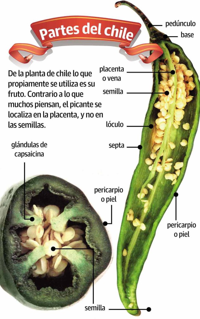 EL CHILE — Las Ficheras