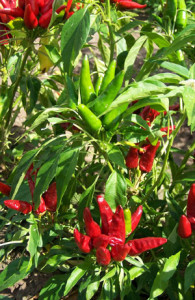 CHILE MIRASOL — Las Ficheras